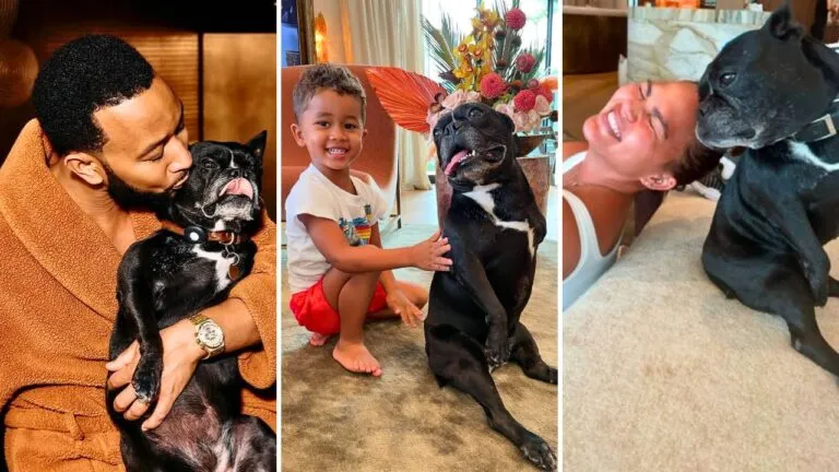 Chrissy Teigen and John Legend Mourn the Loss of Their Frenchie Penny ...