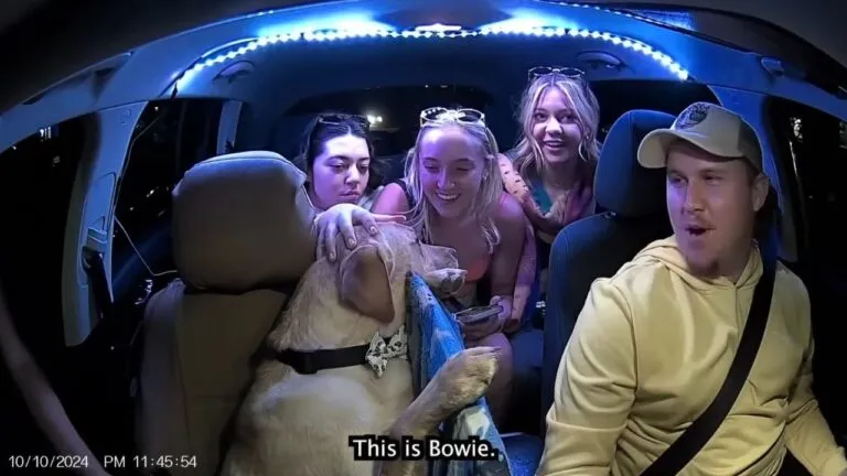 Catch a Ride with Bowie the Uber Dog - Celebrity Pets