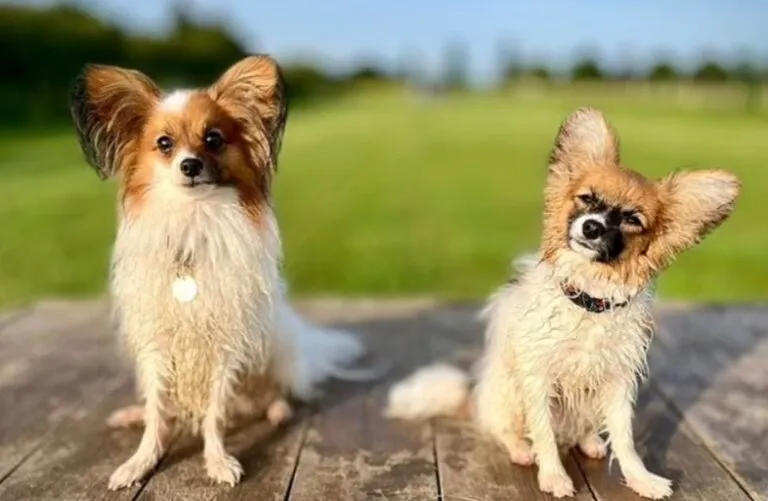 The Fido Awards 2025: Meet the Winning Canine Actors of the “Oscars for ...