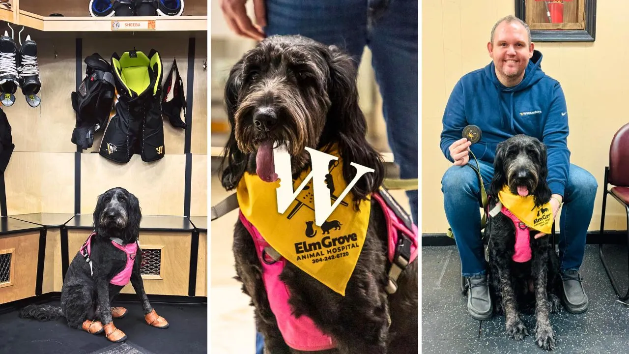 Sheeba the Therapy Dog Drops First Puck at Wheeling Nailers Hockey Game ...