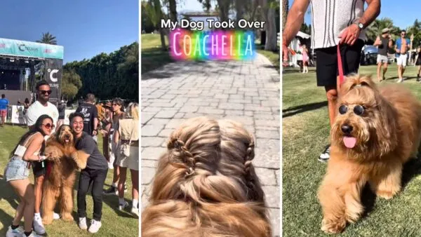 Brodie That Dood Took Over Coachella - Celebrity Pets