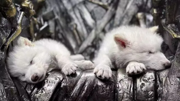 Dire Wolves from ‘Game of Thrones’ Cloned Back from Extinction in ...