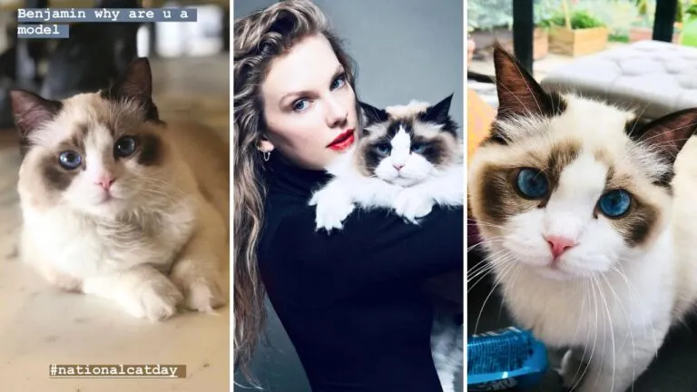 Taylor Swift’s Cat, Benjamin Button, Named People’s ‘Most Beautiful Celebrity Pet’ - Celebrity Pets