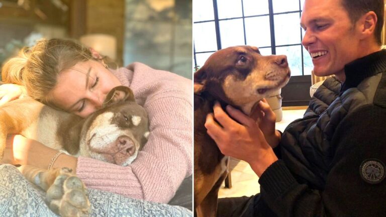 Tom Brady Reveals His New Pup Junie Is a ($50,000) Clone of His Late ...